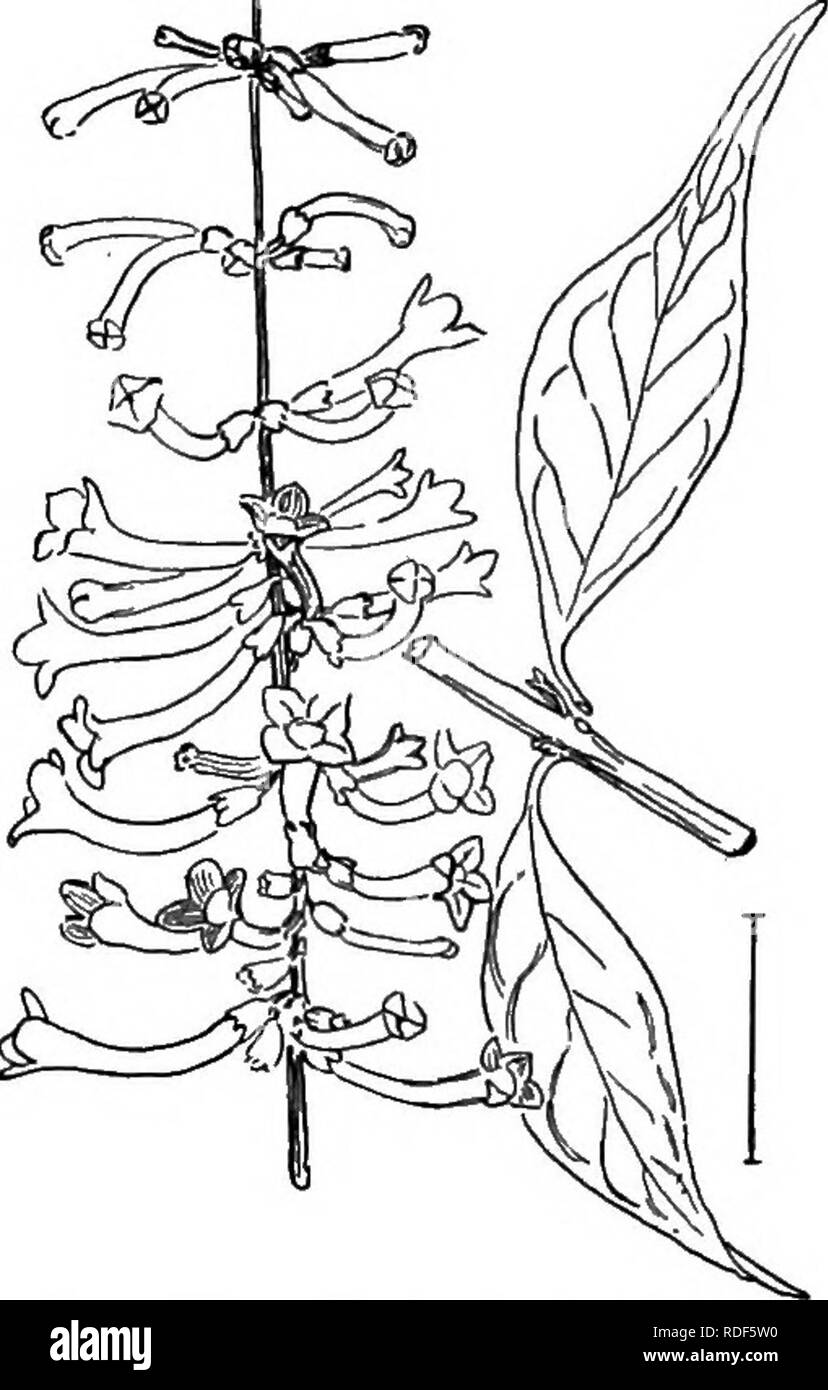 Buddleia leaves Black and White Stock Photos & Images - Alamy