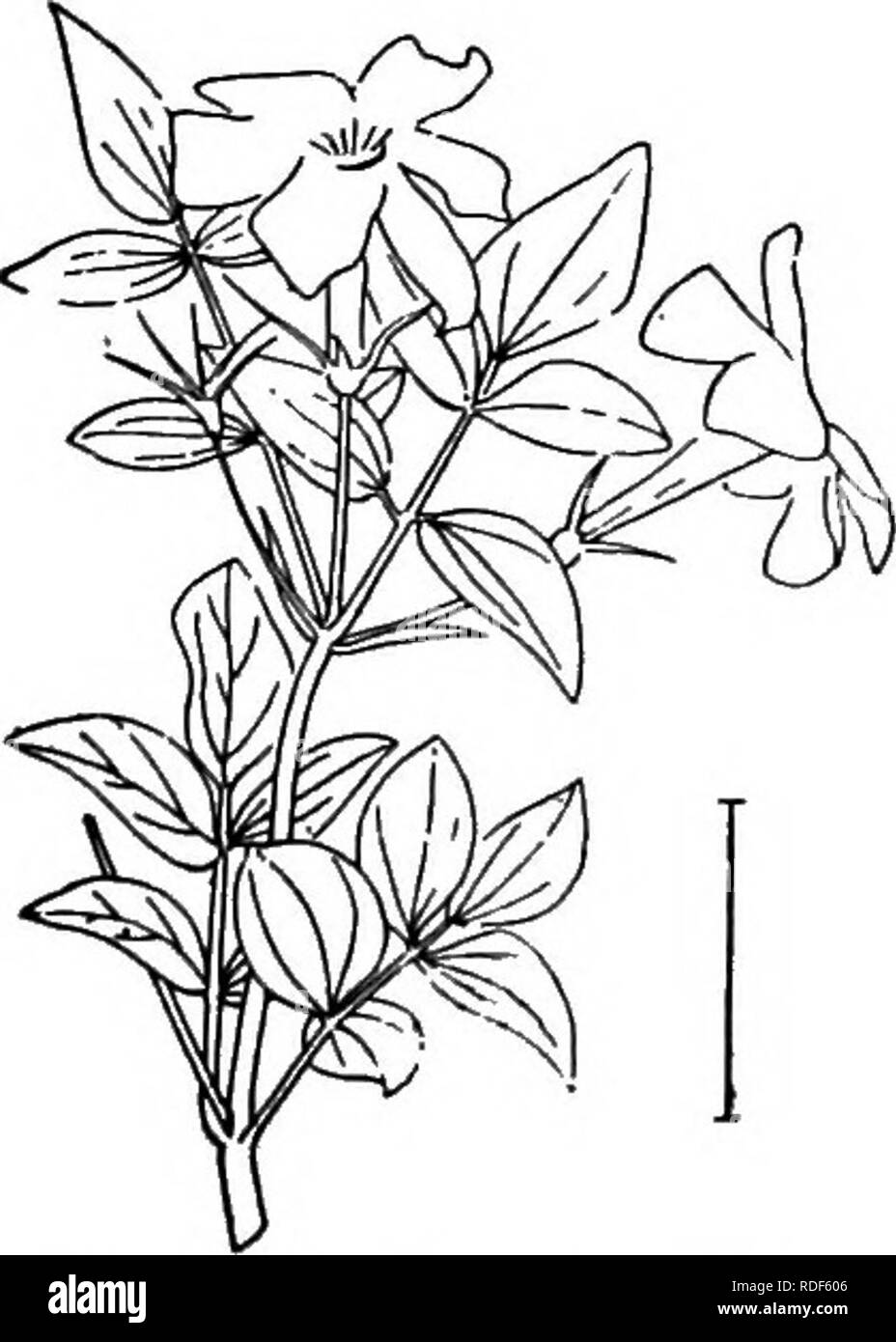 Drawing Of A Flower Drooping