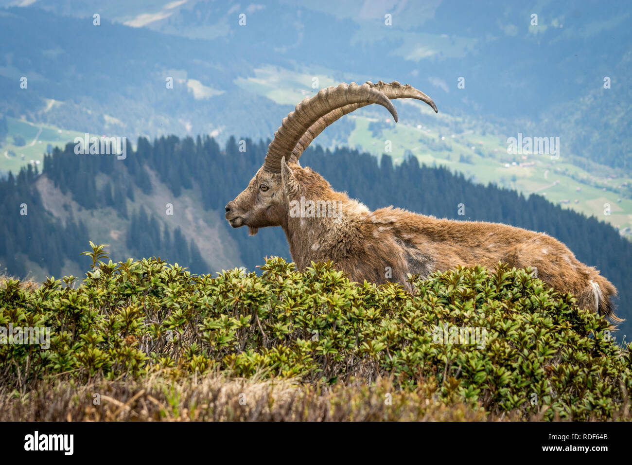 stattlicher Steinbock, der König der Alpen Stock Photo - Alamy