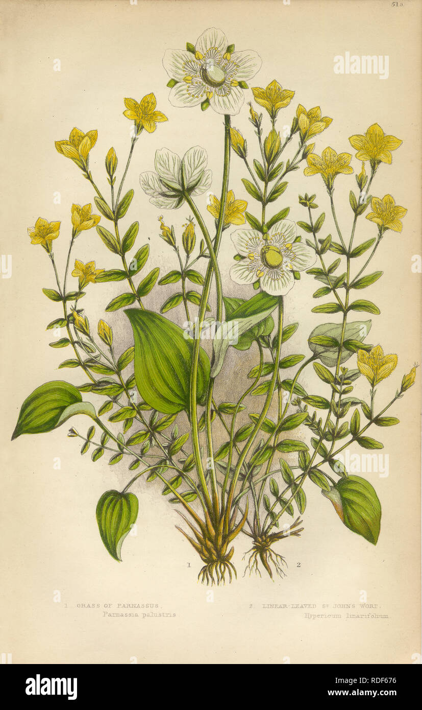 Antique Hand-Colored English Victorian Botanical Illustration, Circa ...