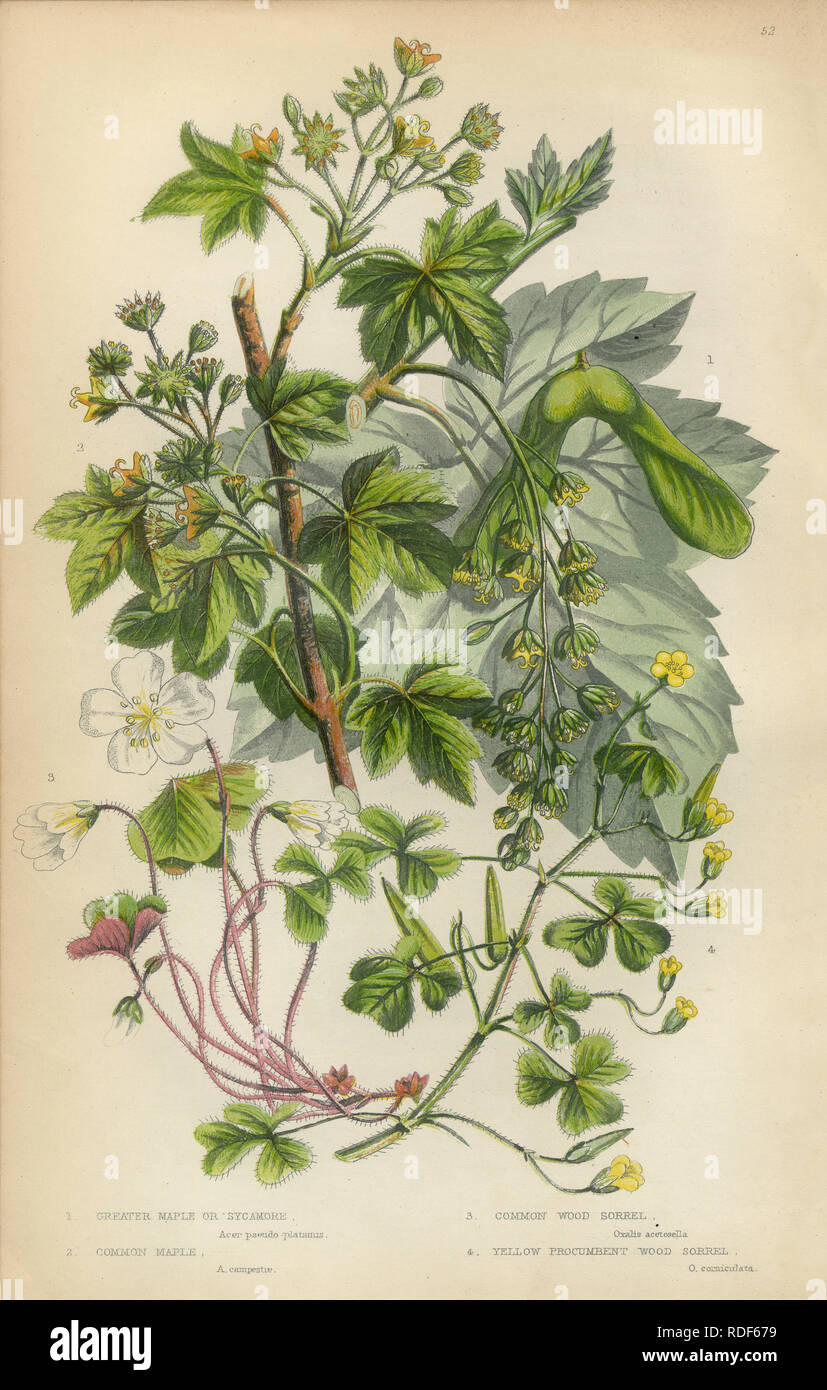 Antique Hand-Colored English Victorian Botanical Illustration, Circa ...