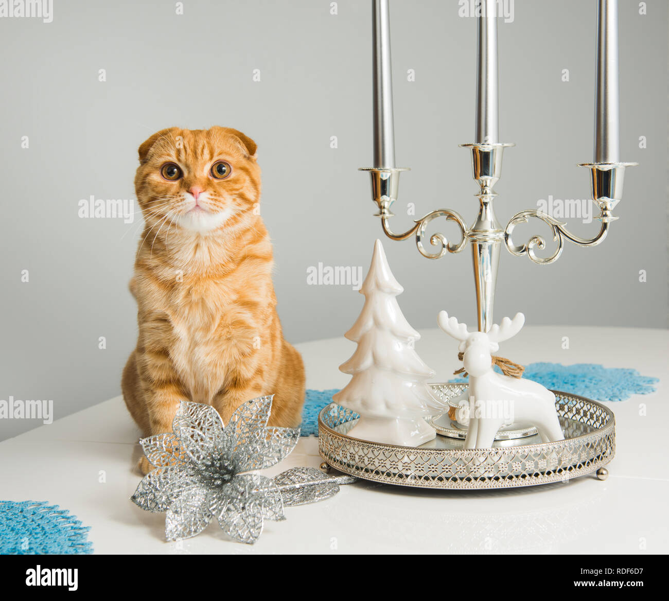 Scottish Fold red cat with candlestick Stock Photo - Alamy