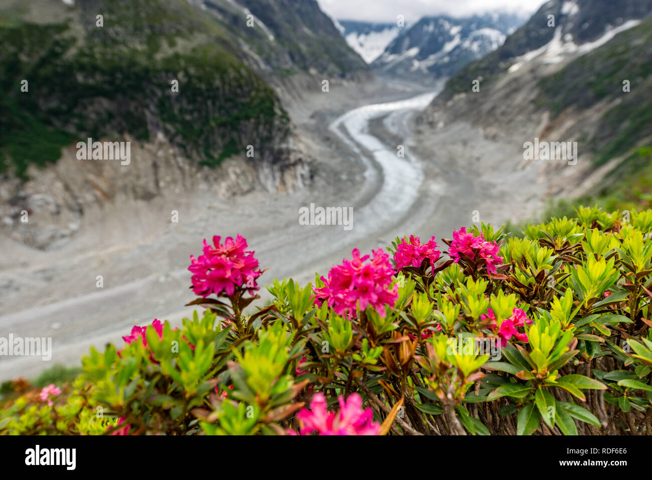 Alpenrosen vor Mer de Glace Gletscher bei Montenvers, Chamonix Stock ...