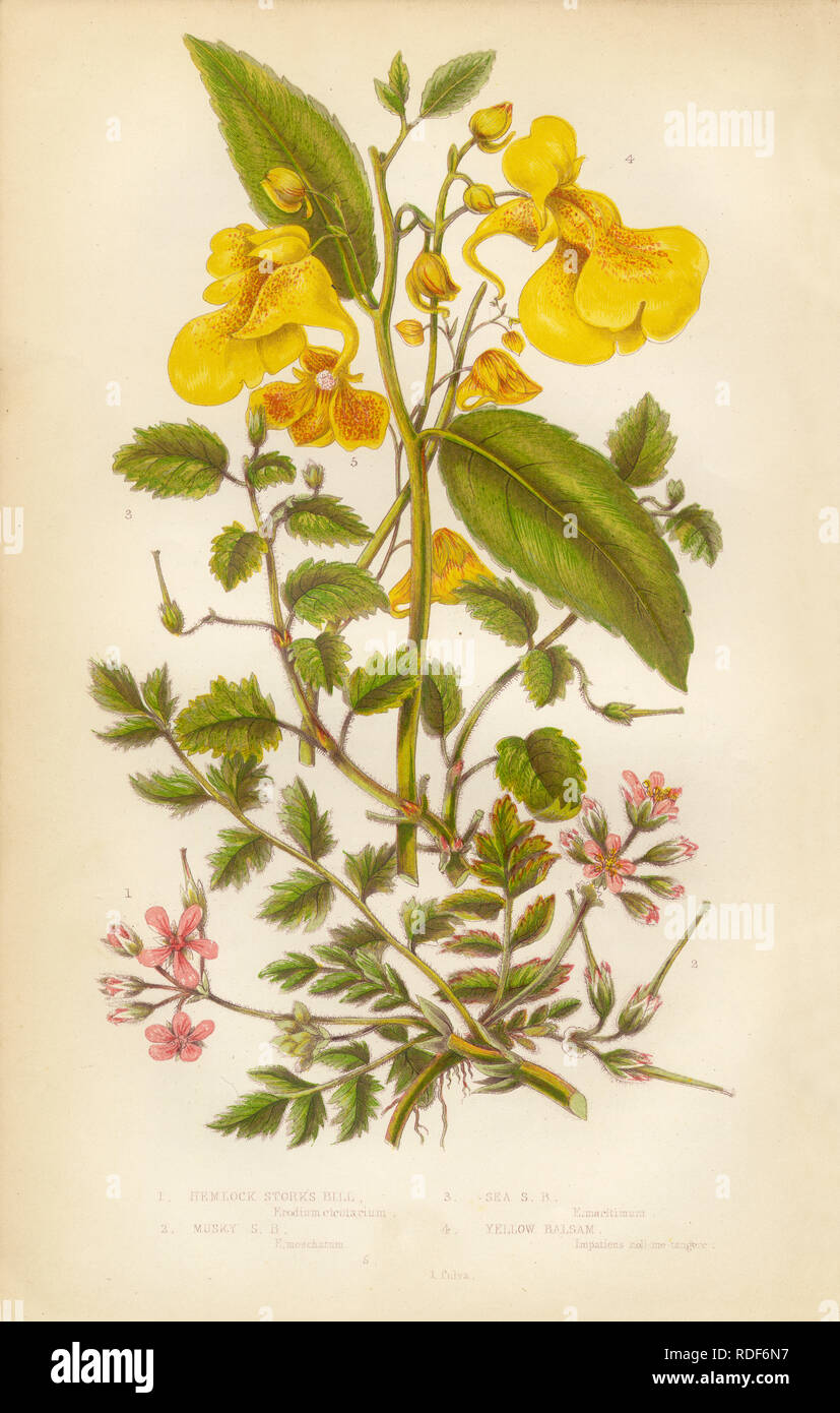 Antique Hand-Colored English Victorian Botanical Illustration, Circa ...