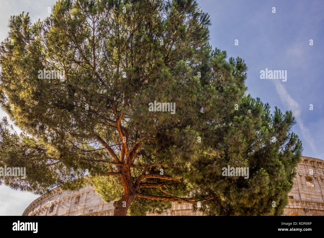Europe, Italy, Rome, Roman Forum, a close up of a tree Stock Photo - Alamy