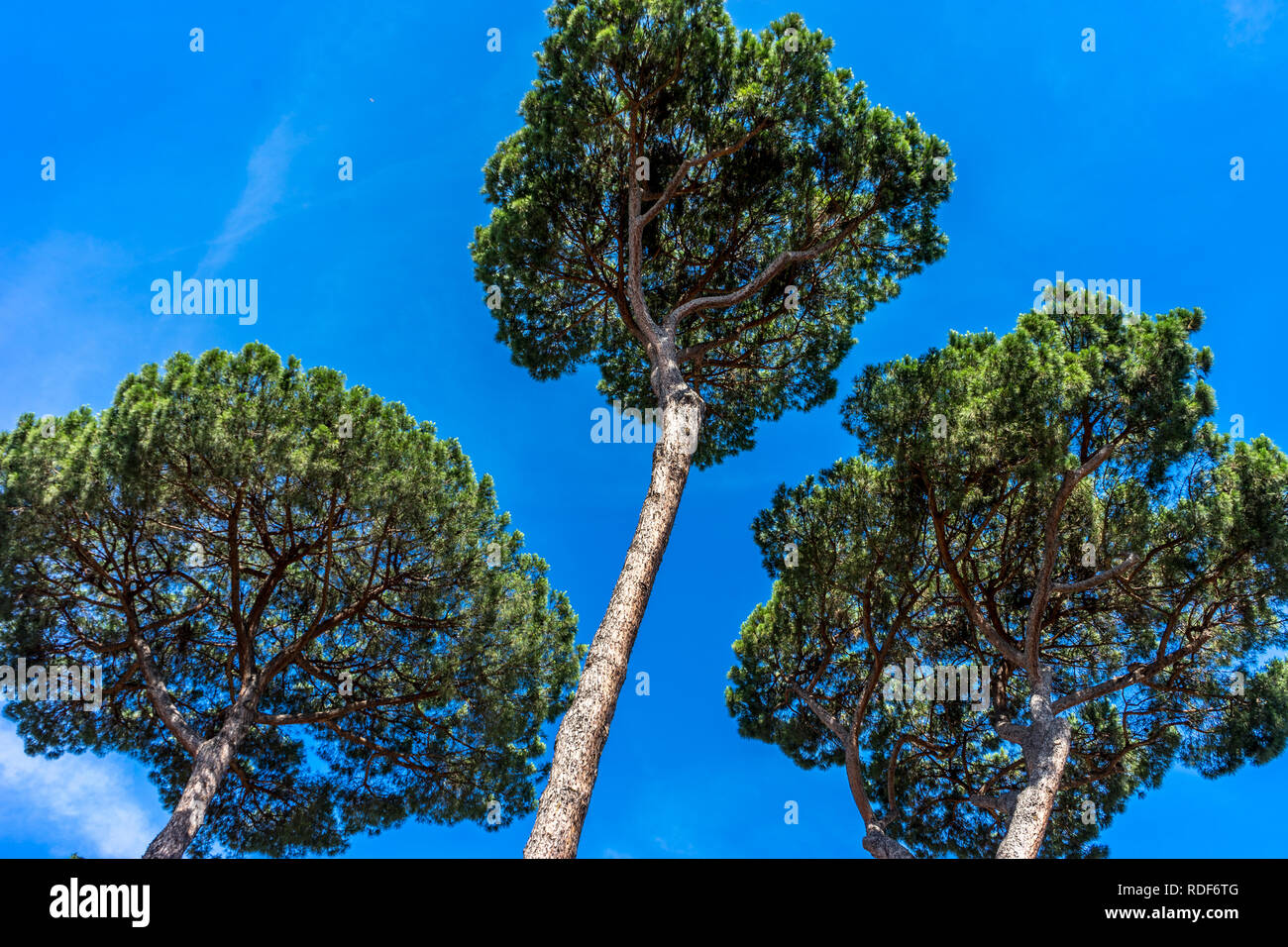 Roman pine tree hi-res stock photography and images - Alamy