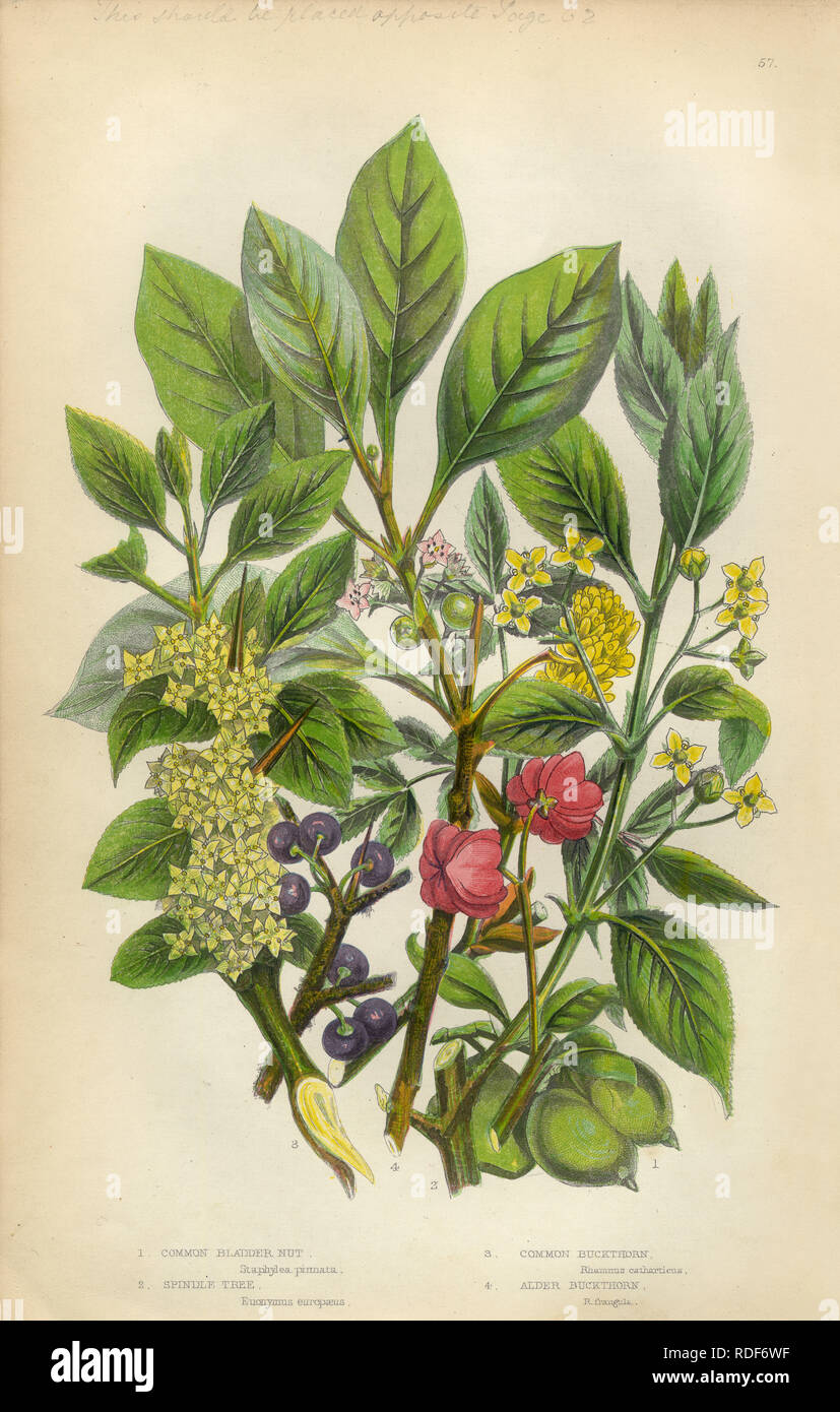 Antique Hand-Colored English Victorian Botanical Illustration, Circa ...