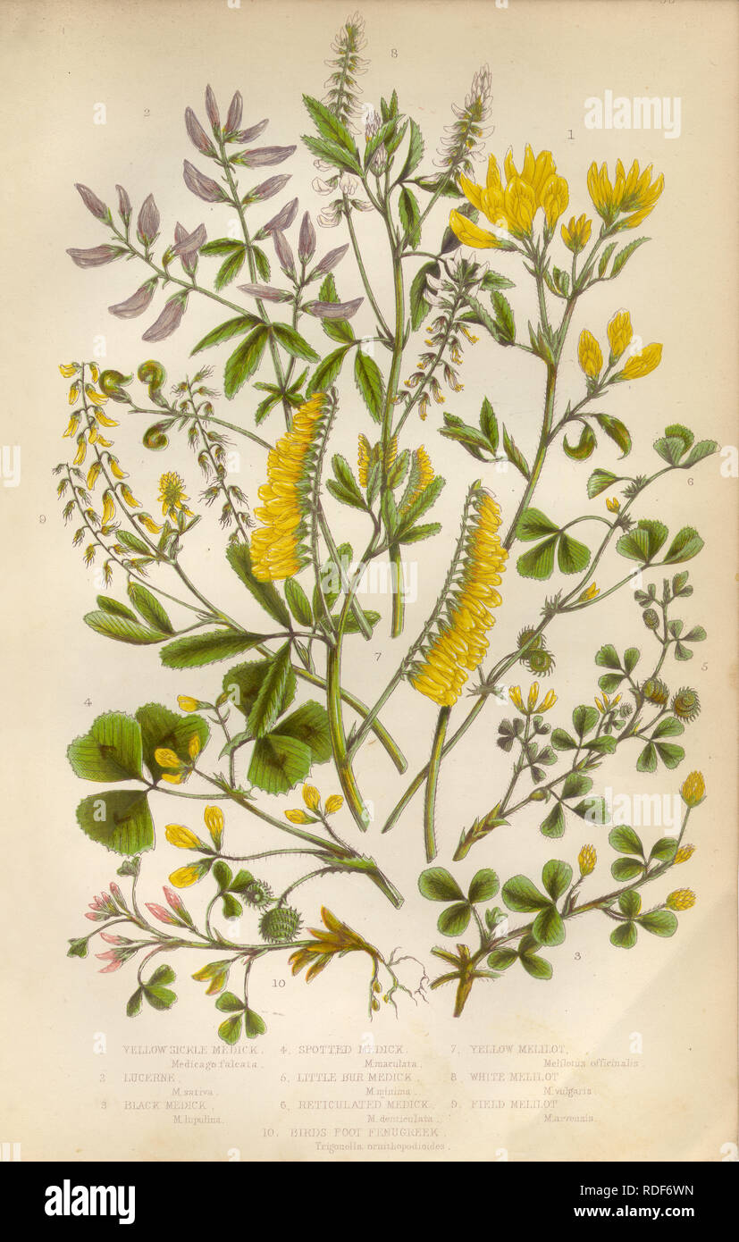 Antique Hand-Colored English Victorian Botanical Illustration, Circa ...