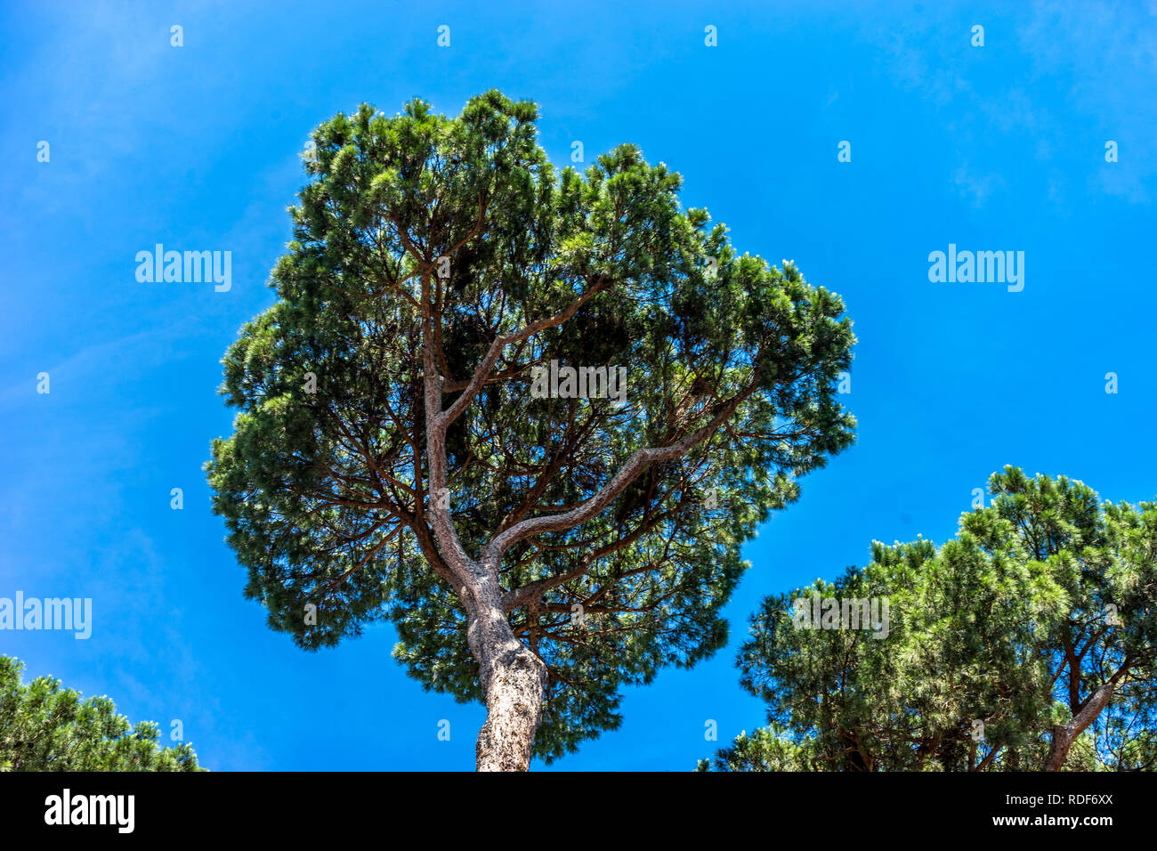 Europe, Italy, Rome, Roman Forum, a close up of a tree Stock Photo - Alamy