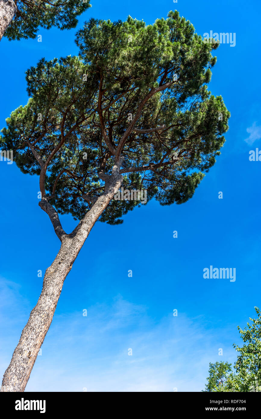 Europe, Italy, Rome, Roman Forum, a close up of a tree Stock Photo - Alamy