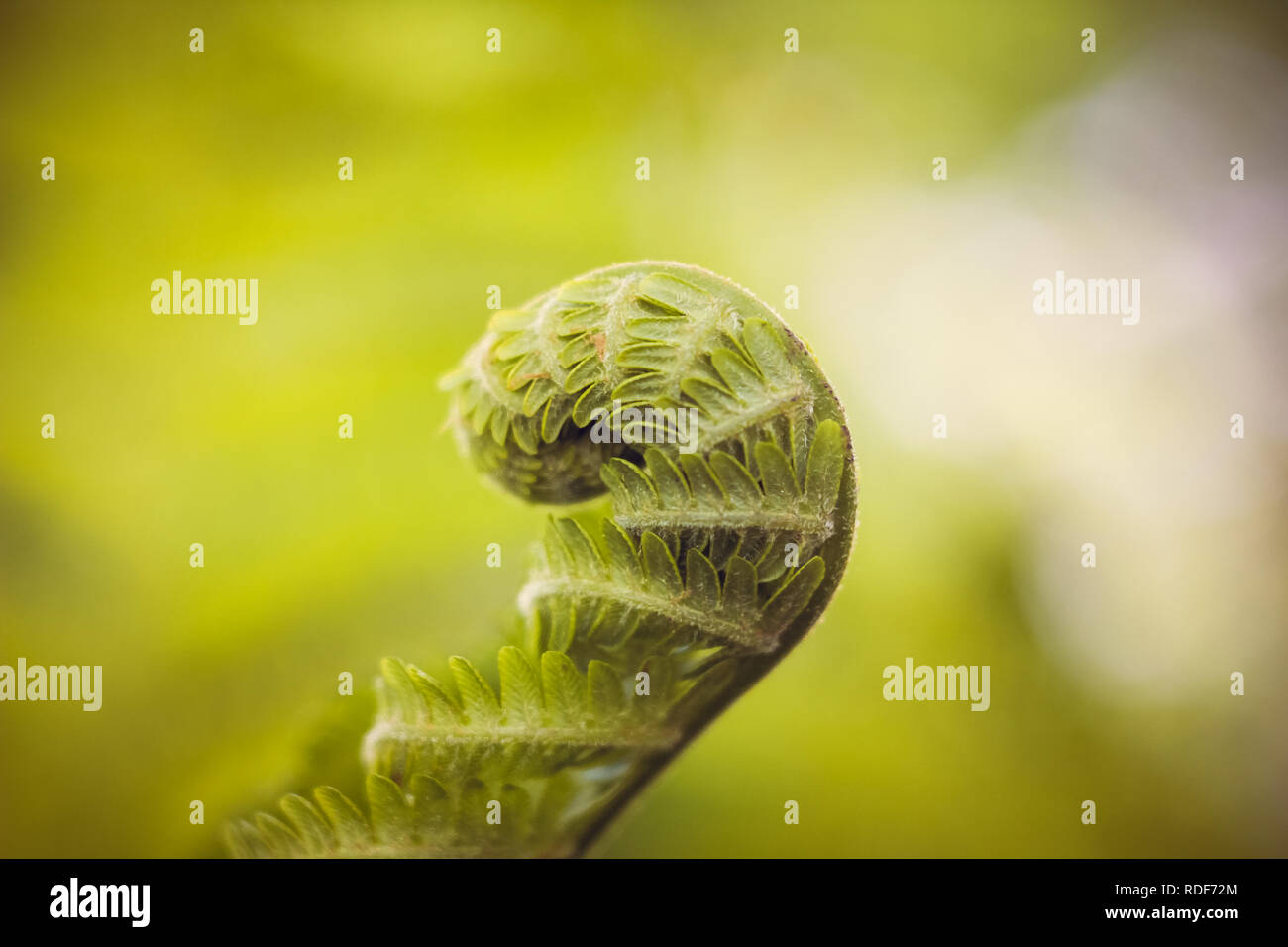 Fern leaf Leaf of a green plant. Green leaf fern. Unusual plant. Fern ...