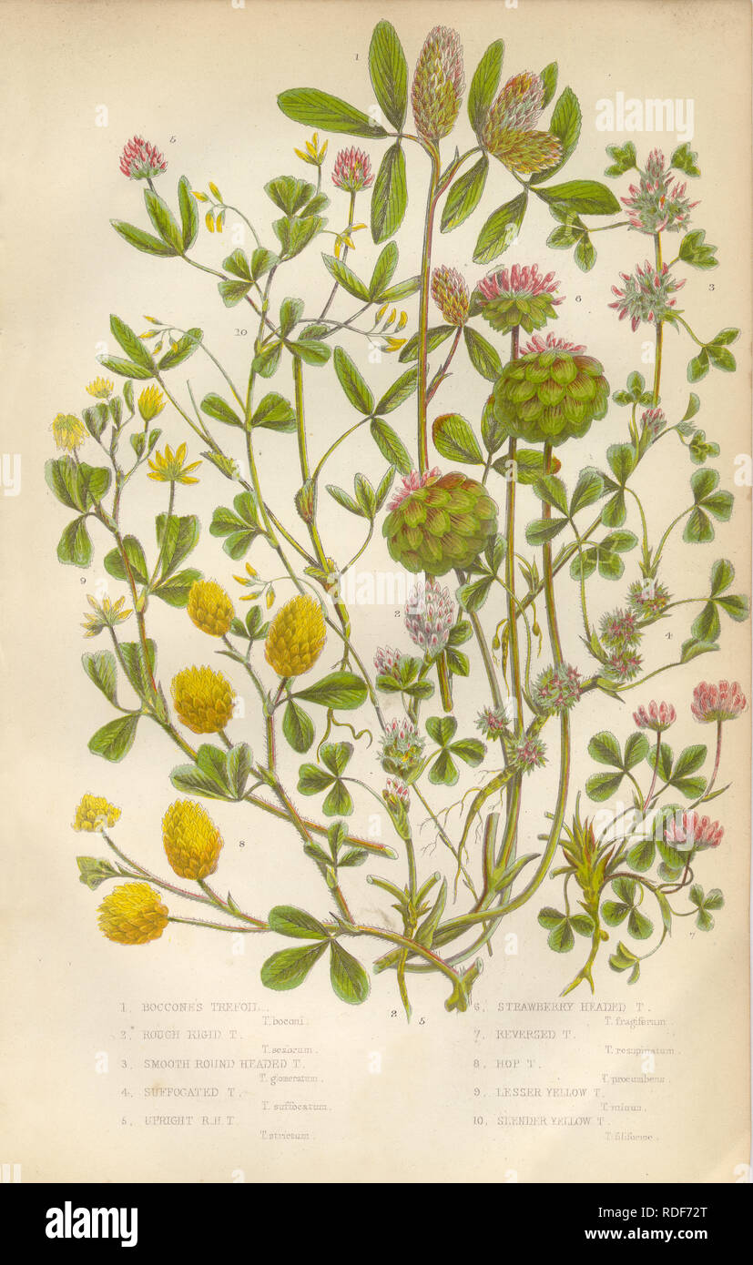 Antique Hand-Colored English Victorian Botanical Illustration, Circa ...