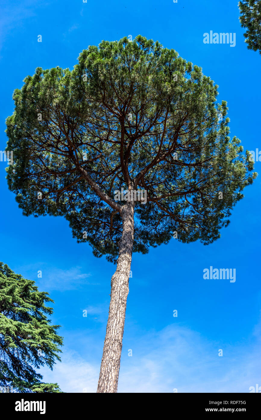 Europe, Italy, Rome, Roman Forum, a close up of a tree Stock Photo - Alamy