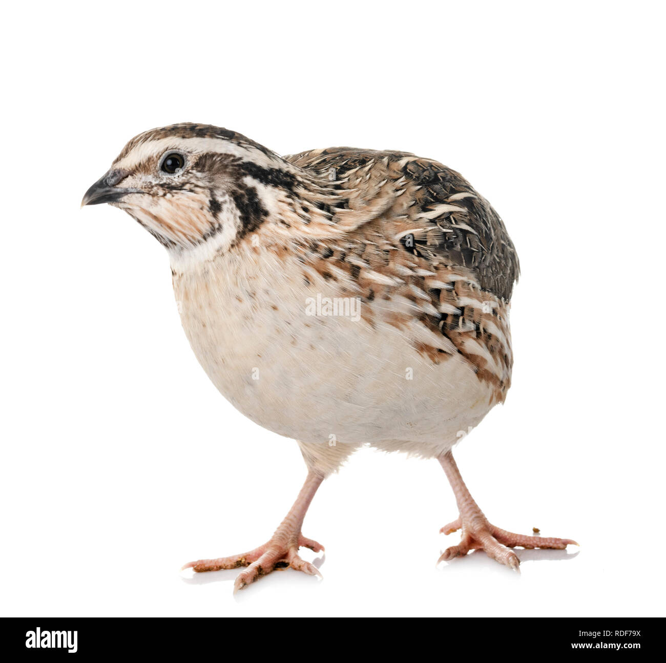 Japanese quail in front of white background Stock Photo - Alamy