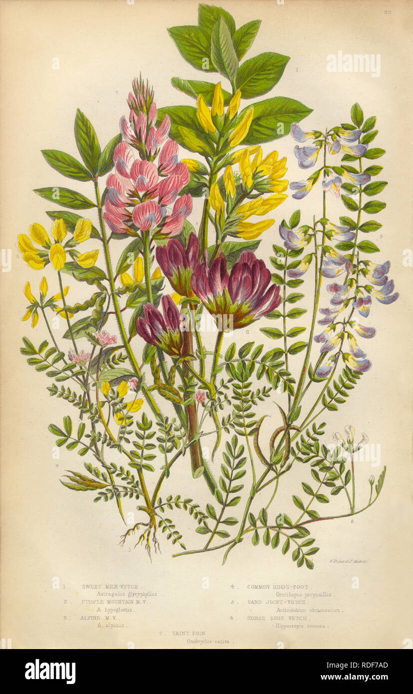 Antique Hand-Colored English Victorian Botanical Illustration, Circa ...