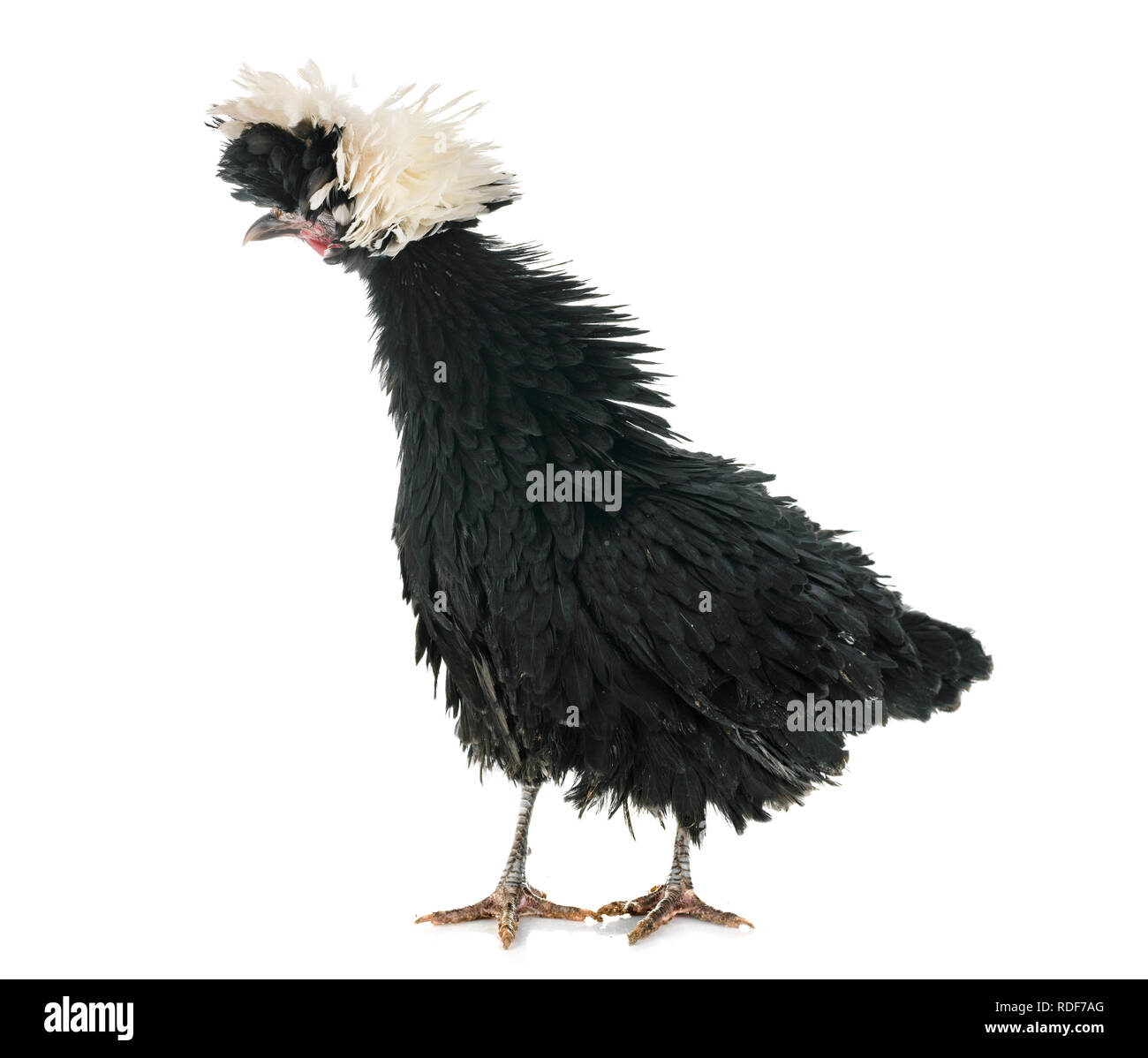 Polish chicken in front of white background Stock Photo - Alamy
