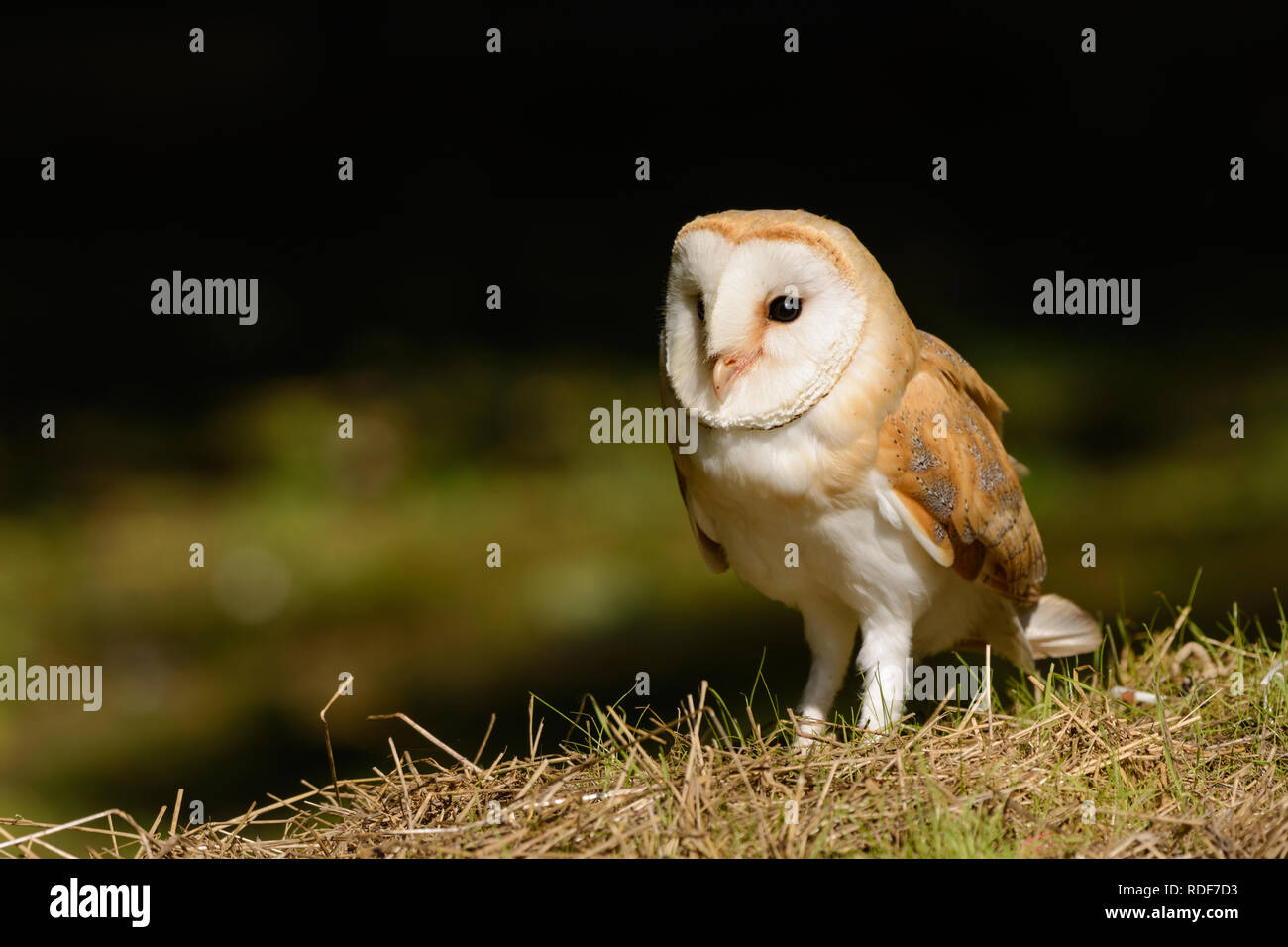 Barn owl relaxing on a bale of Hay in the late afternoon sunshine Stock ...