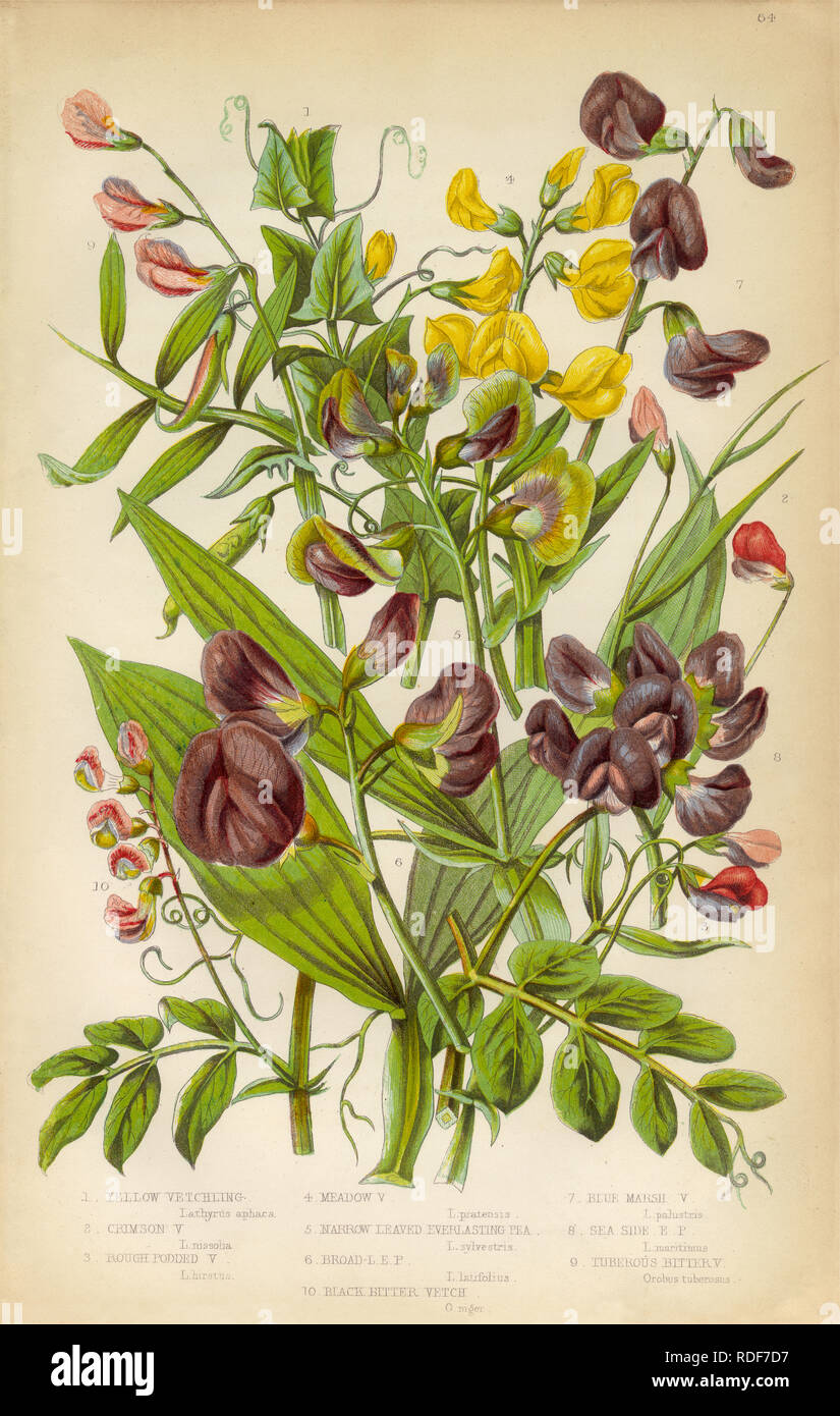 Antique Hand-Colored English Victorian Botanical Illustration, Circa ...