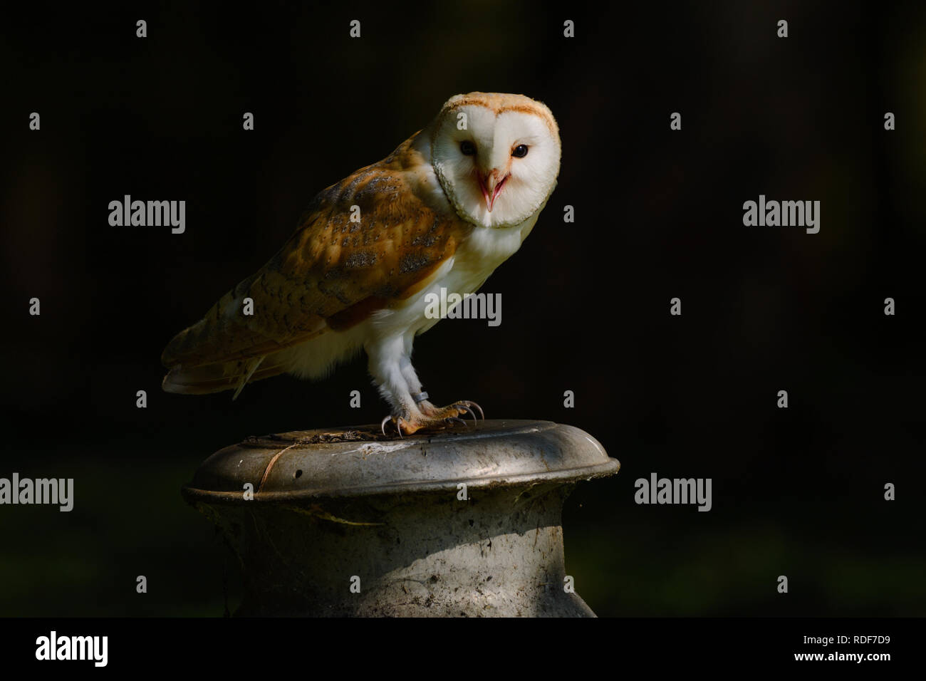 A beautiful Barn Owl, resting on a metal Milk Churn Stock Photo - Alamy