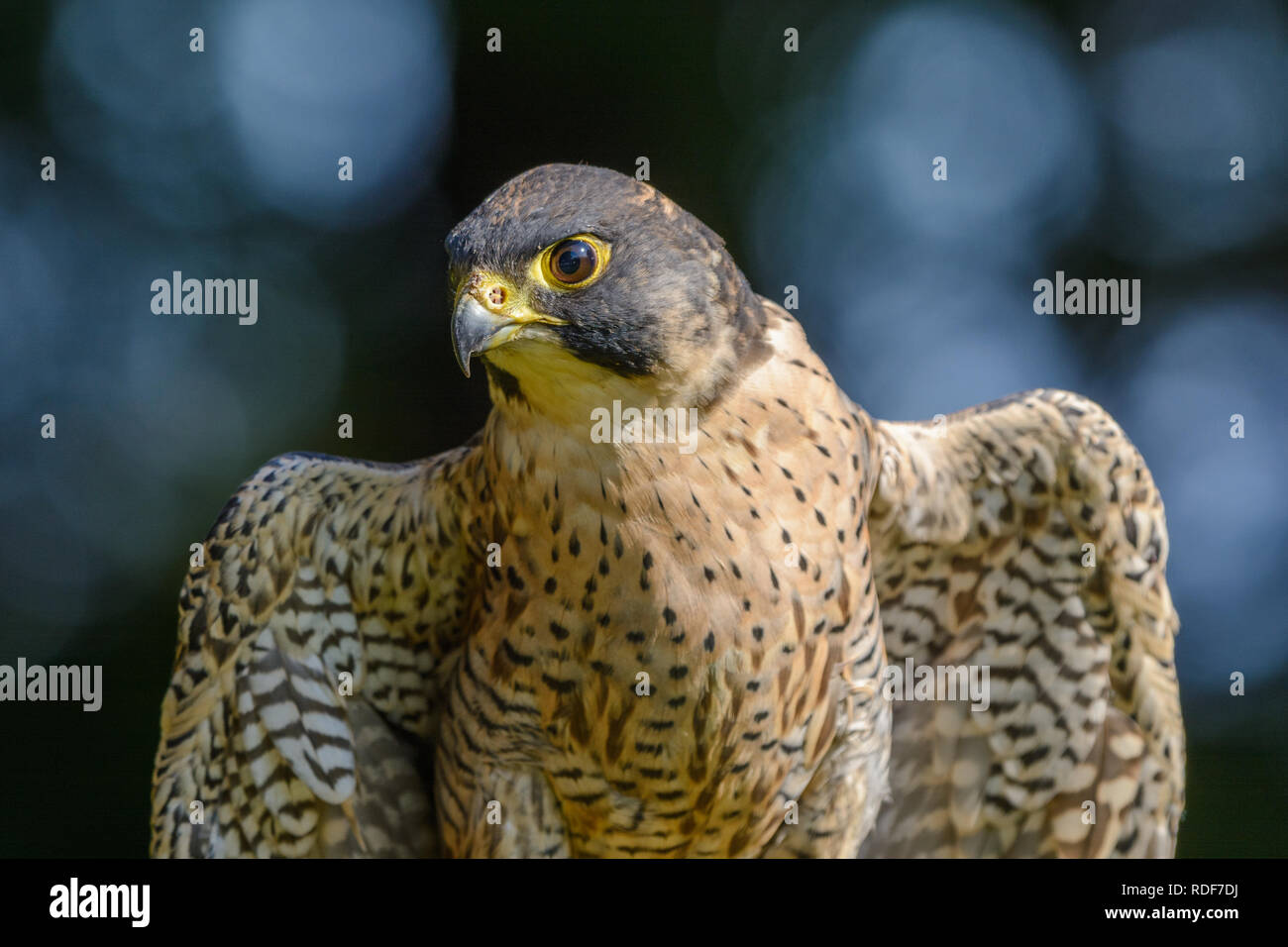 Falcon spreading hi-res stock photography and images - Alamy