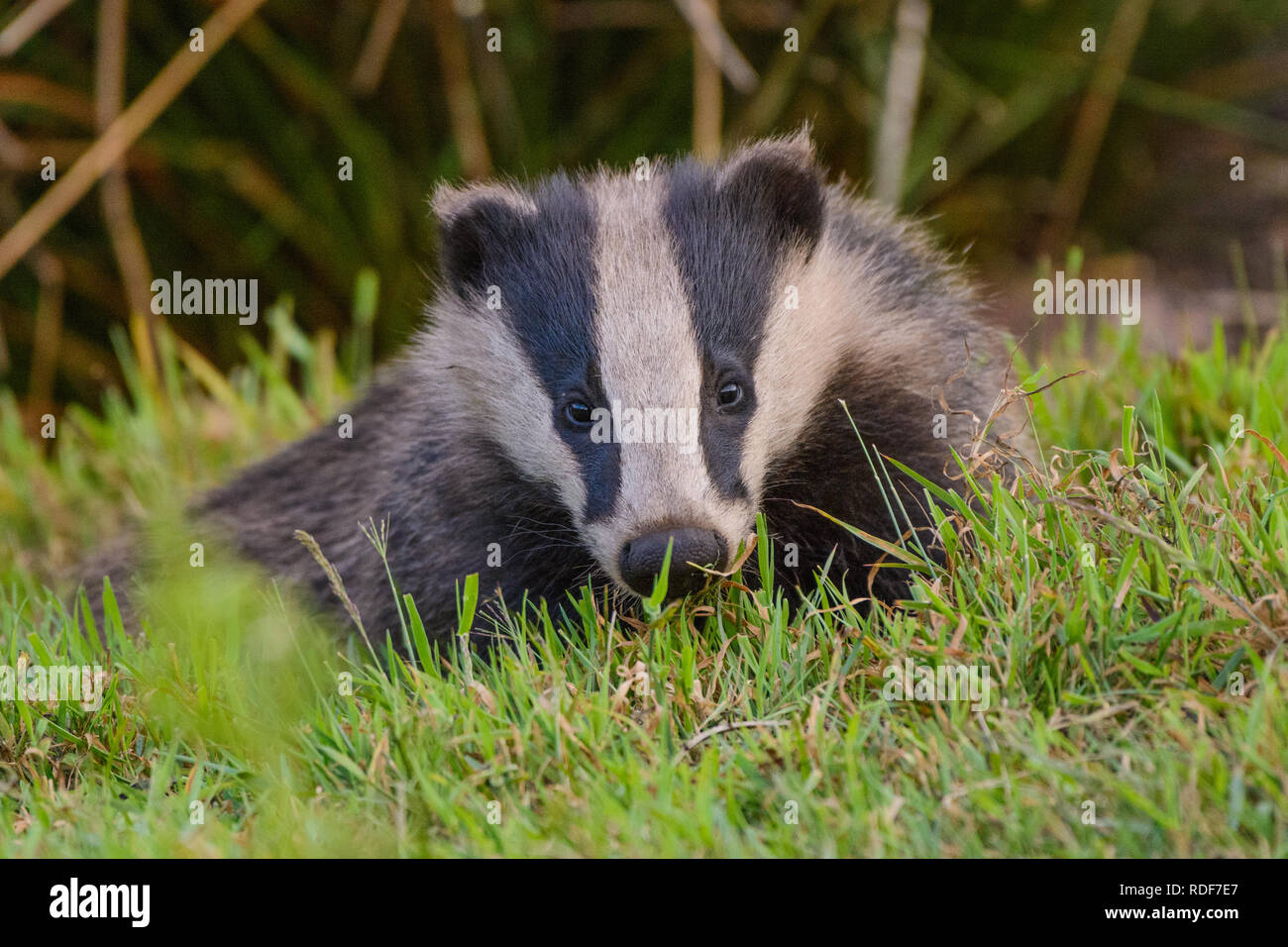Silver badger hi-res stock photography and images - Alamy