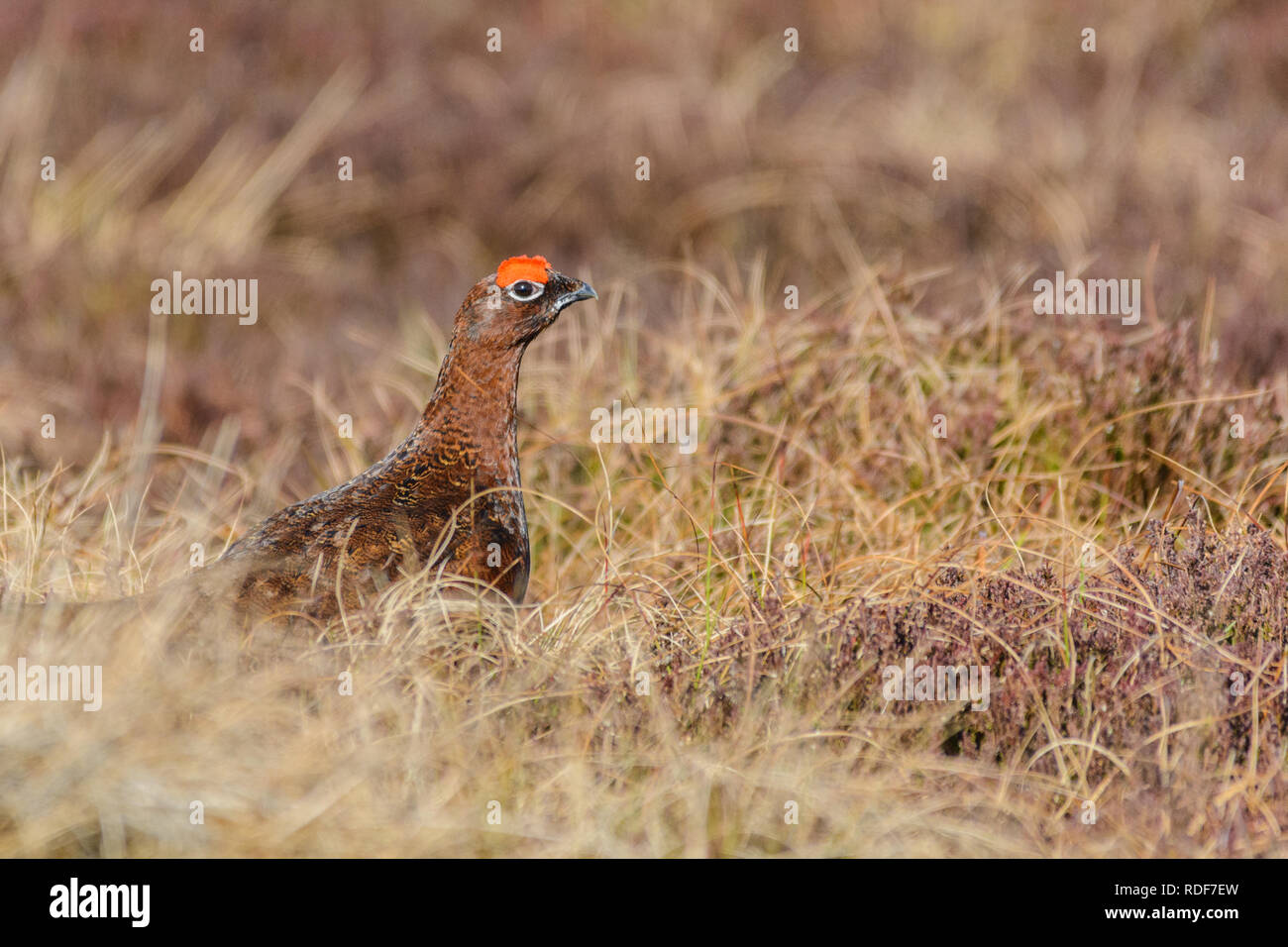 Common Grouse In Grass High Resolution Stock Photography and Images - Alamy