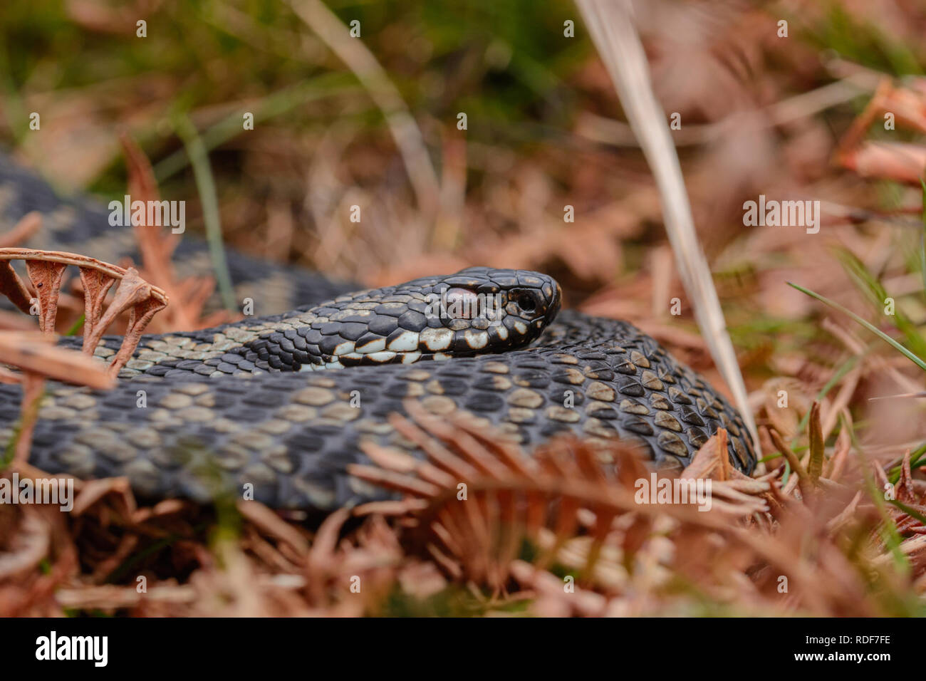Venomous snake eyes hi-res stock photography and images - Alamy