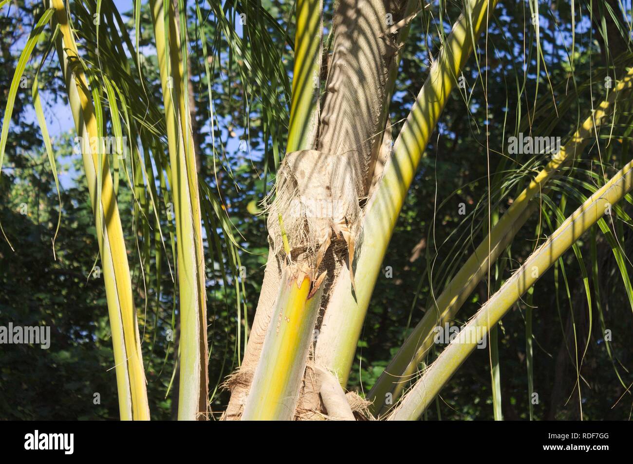 Detail of a palm tree (Ari Atoll, Maldives Stock Photo - Alamy