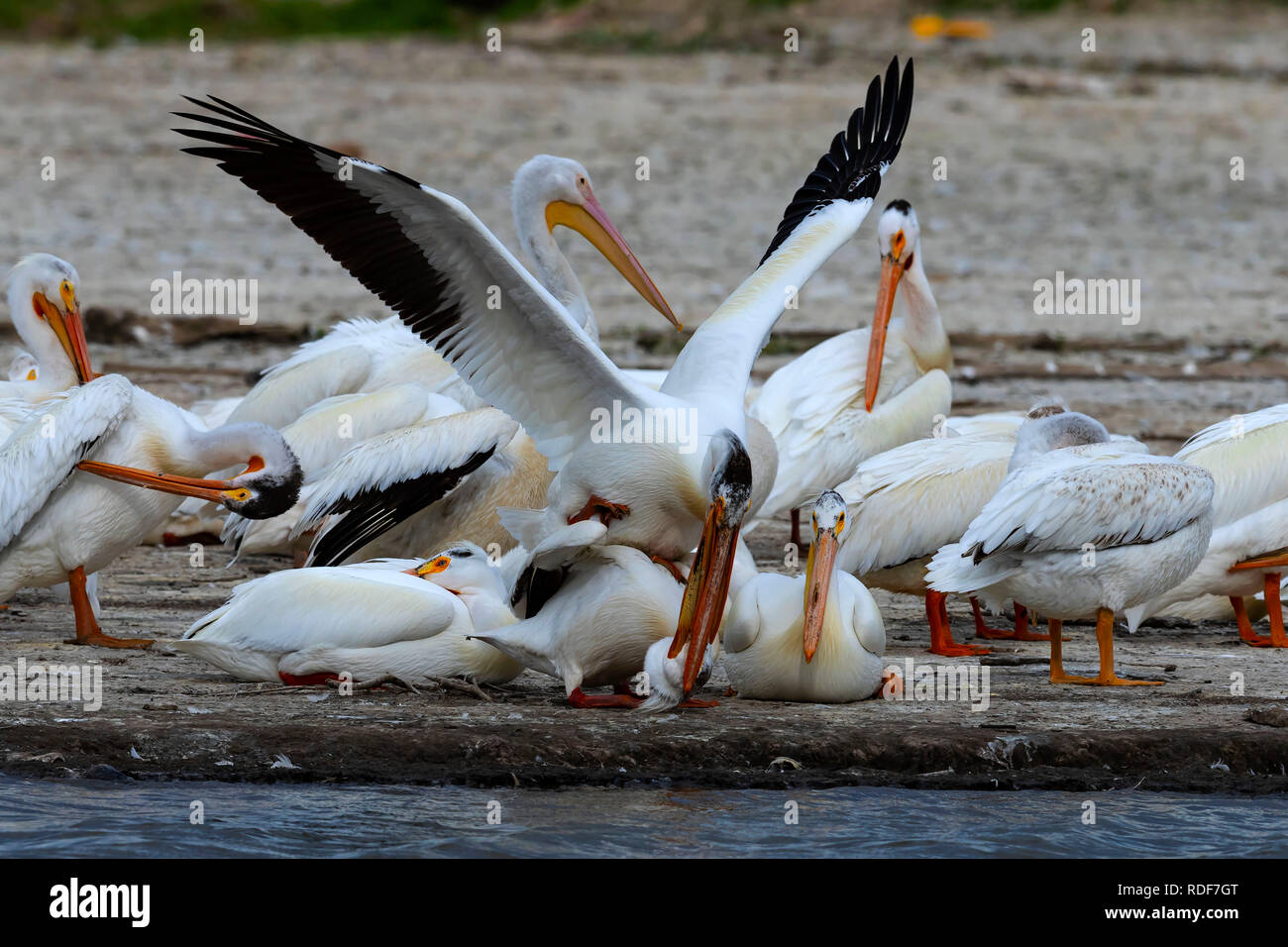 American colonies fishing hi-res stock photography and images - Alamy