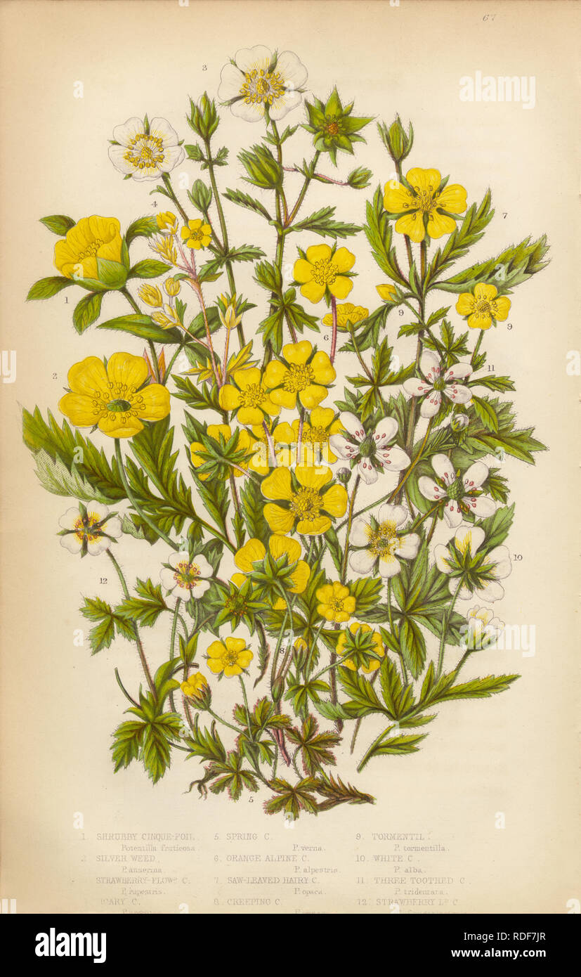 Antique Hand-Colored English Victorian Botanical Illustration, Circa ...