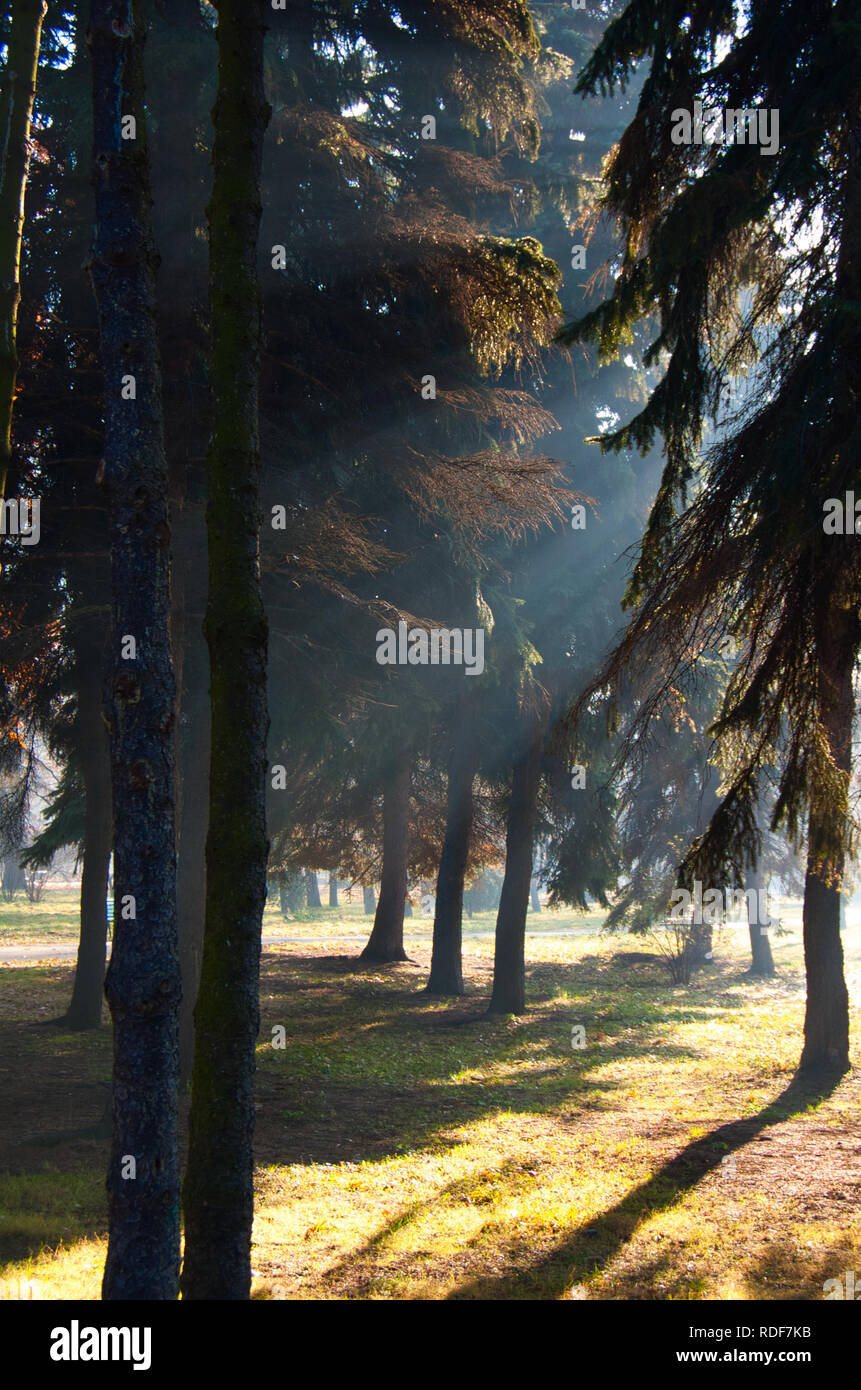 Light shafts hi-res stock photography and images - Alamy