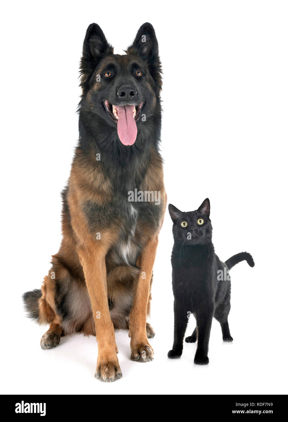 belgian shepherd tervurenand cat in front of white background Stock ...