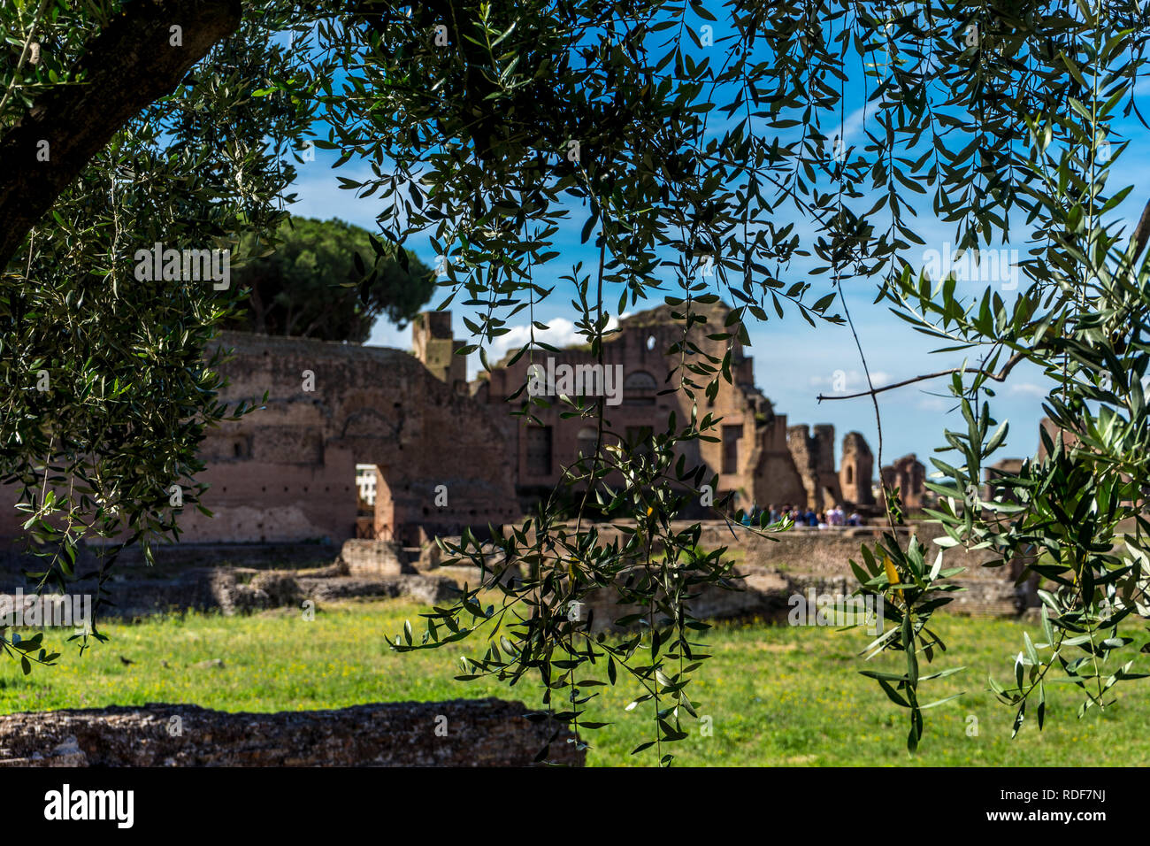 Europe, Italy, Rome, Roman Forum, a large tree in a field Stock Photo ...