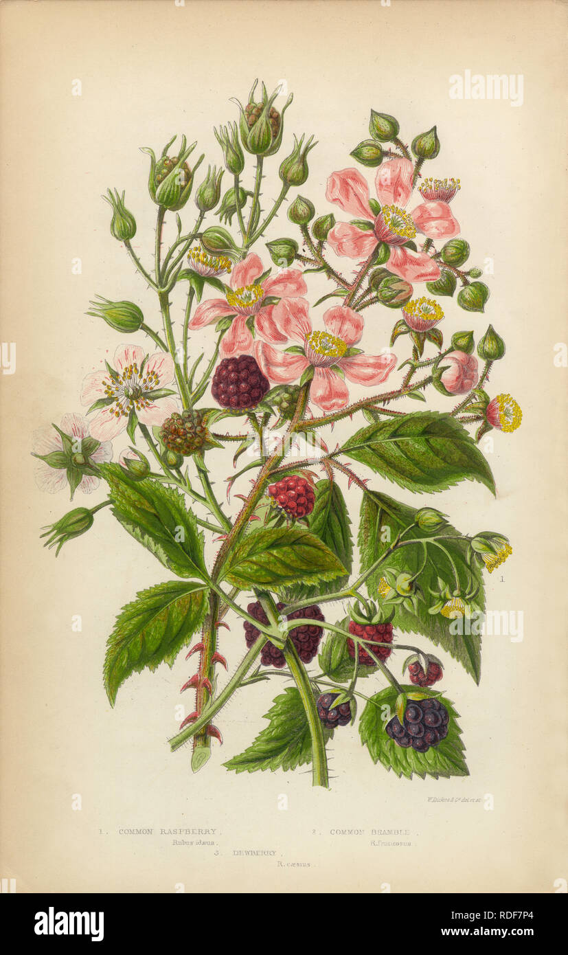 Antique Hand-Colored English Victorian Botanical Illustration, Circa ...
