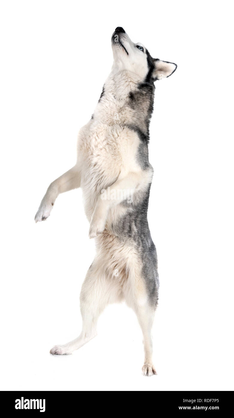 Why Do Huskies Jump On You