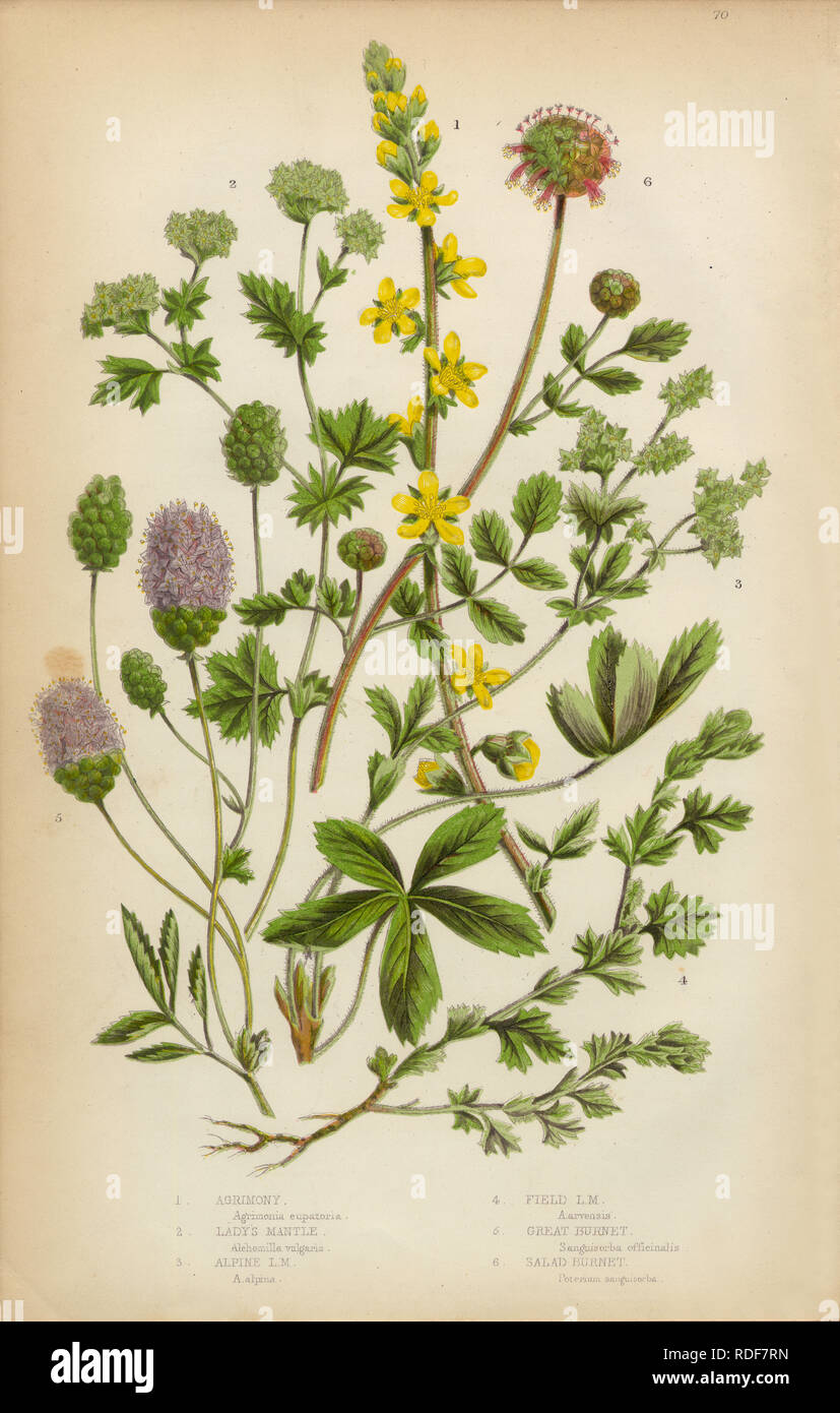 Antique Hand-Colored English Victorian Botanical Illustration, Circa ...