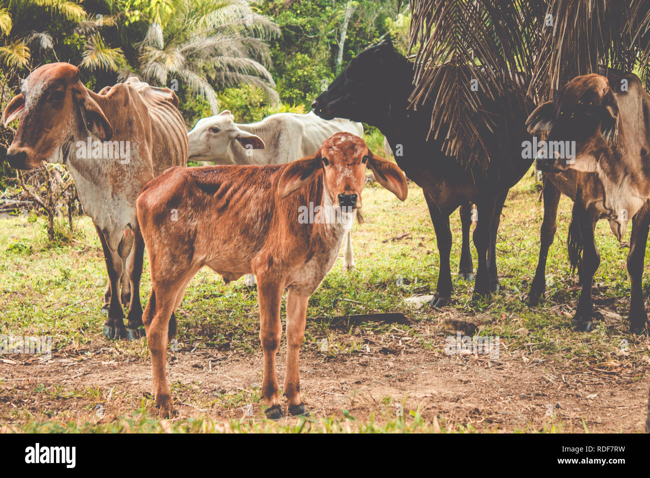 Cow Under Tree High Resolution Stock Photography and Images - Alamy