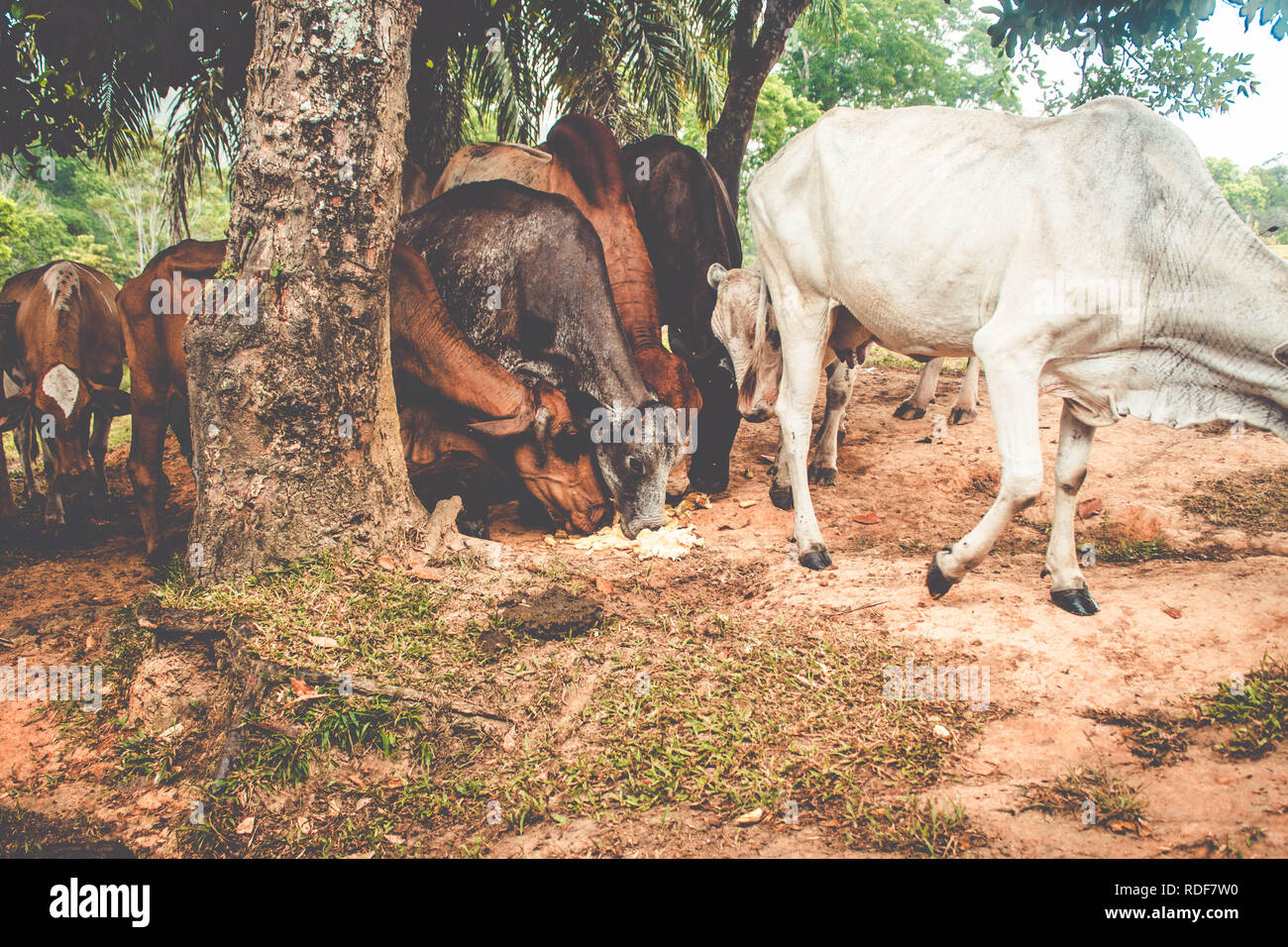 Cow Under Tree High Resolution Stock Photography and Images - Alamy