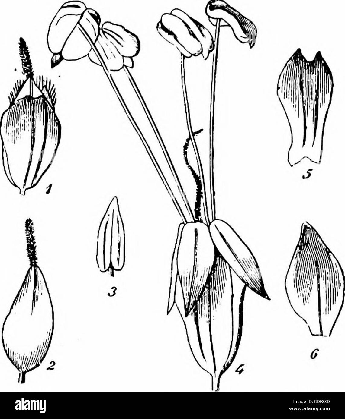 Anemophilous pollination hi-res stock photography and images - Alamy