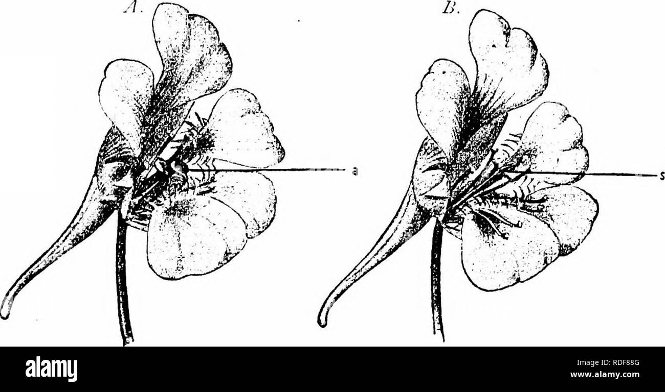 Sterile pollen Black and White Stock Photos & Images - Alamy