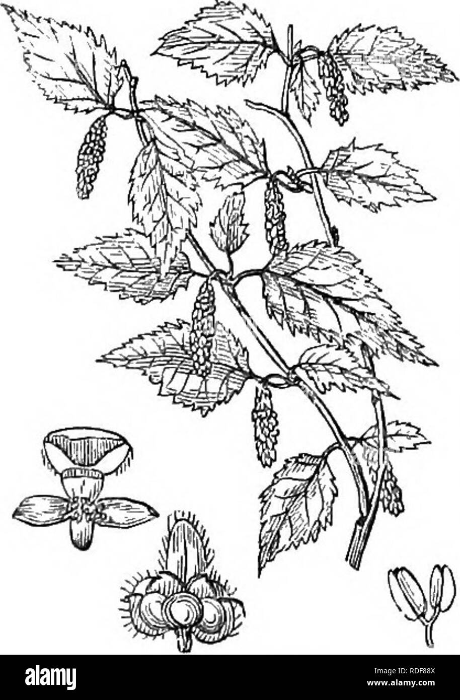 Platyphylla Black and White Stock Photos & Images - Alamy