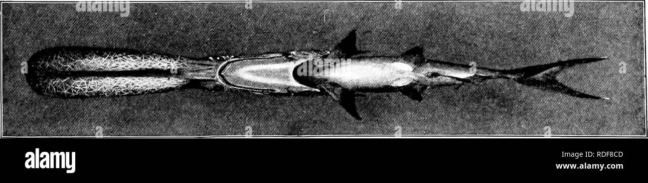 . The American natural history; a foundation of useful knowledge of the ...