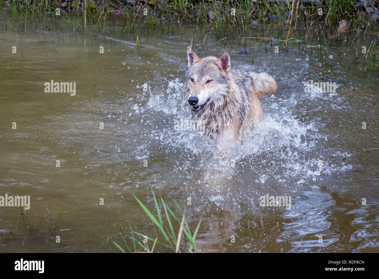 Wet wolf hi-res stock photography and images - Alamy