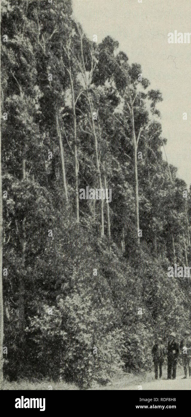 Tamarisk tree roots hi-res stock photography and images - Alamy