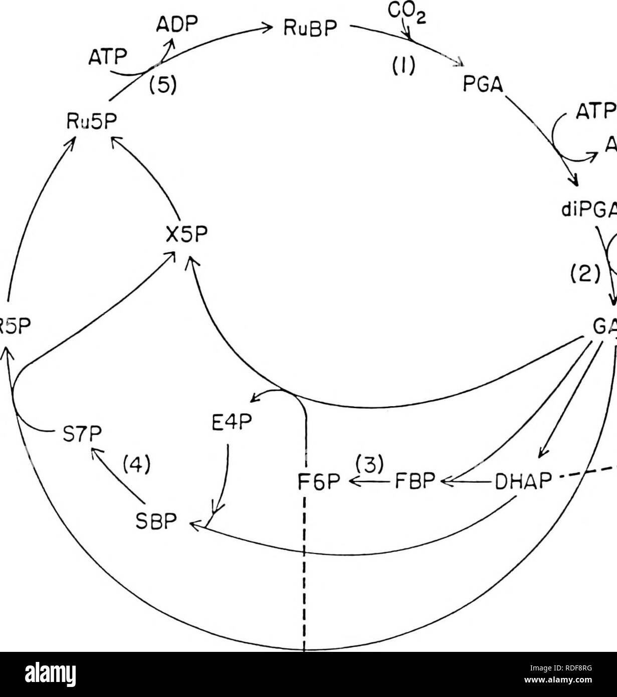 Starch synthesis Black and White Stock Photos & Images - Alamy