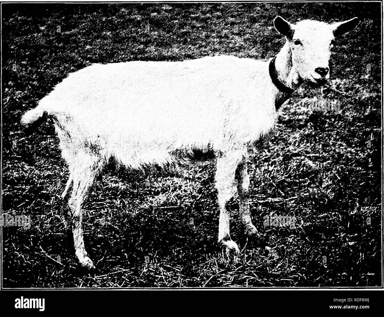 Saanen doe hi-res stock photography and images - Alamy