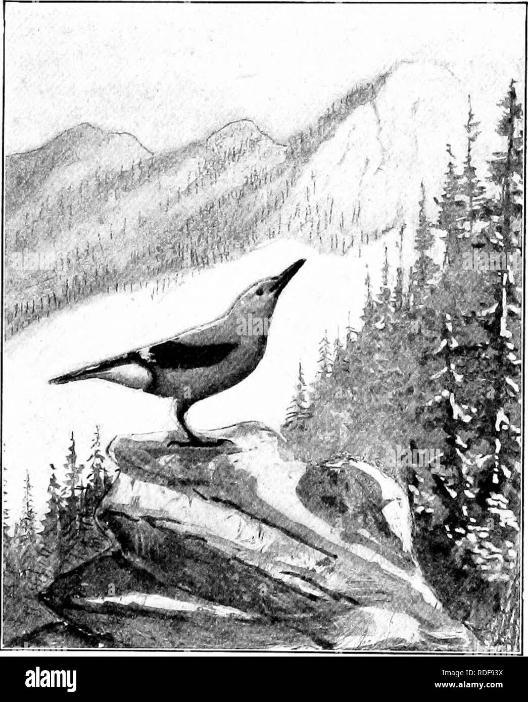 American crow call animals hi-res stock photography and images - Alamy