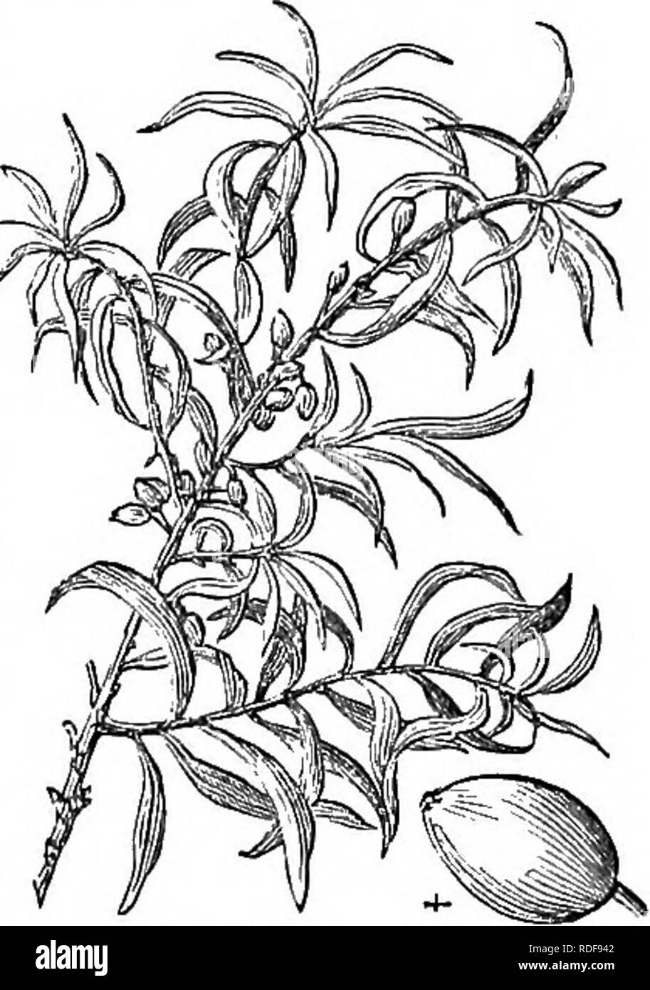 Tetrandria Black and White Stock Photos & Images - Alamy