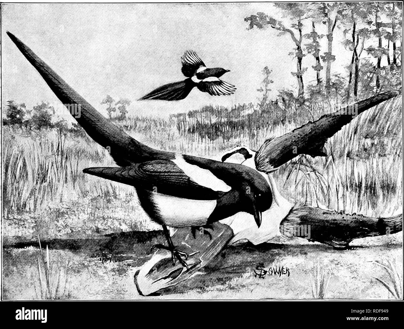 Magpie blue Black and White Stock Photos & Images - Alamy