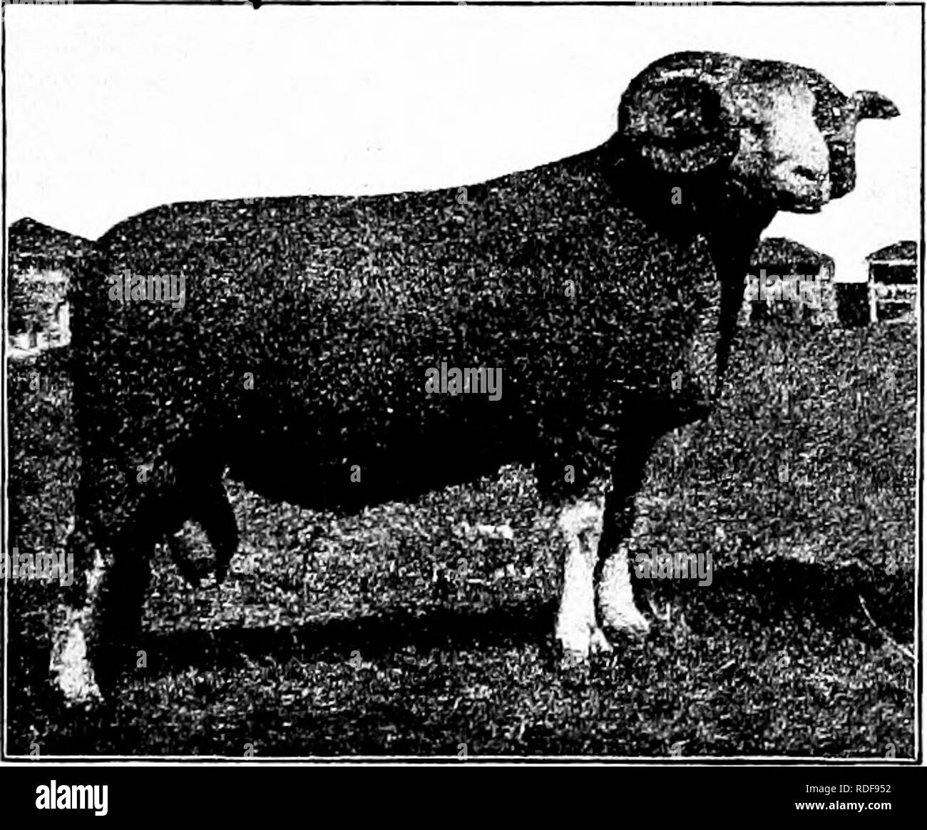 . Types and breeds of farm animals . Livestock. CHAPTER LIV THE DORSET ...